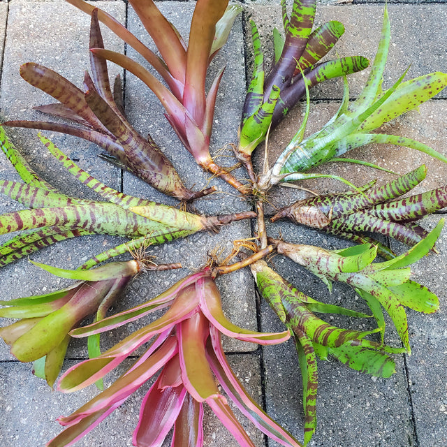 bromeliad.com