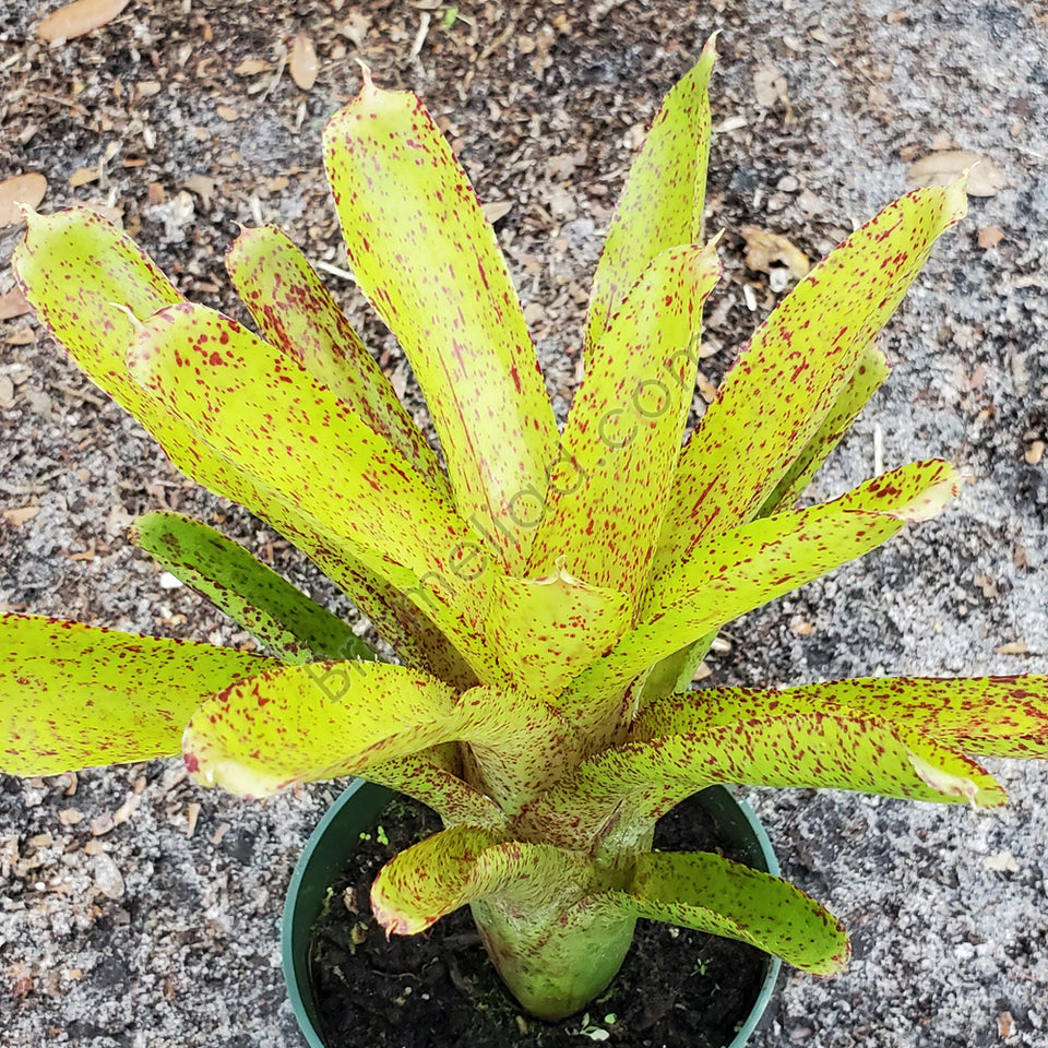 bromeliad.com