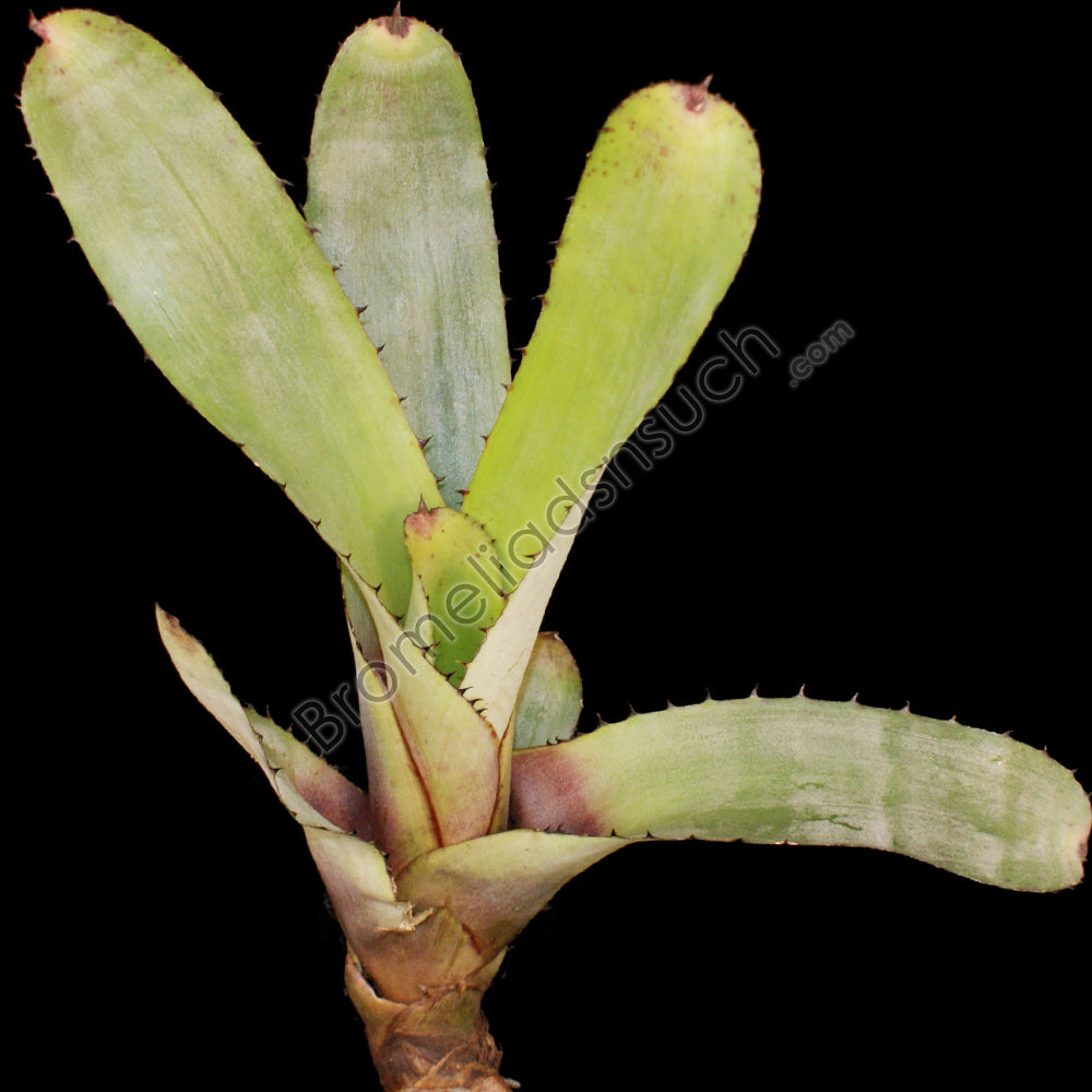 Neoregelia carcharodon 'Silver' – bromeliad.com